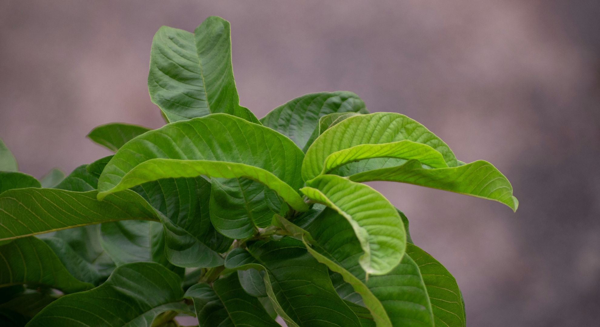 Revitin | Is Stevia Bad for Your Teeth? Here’s What You Should Know